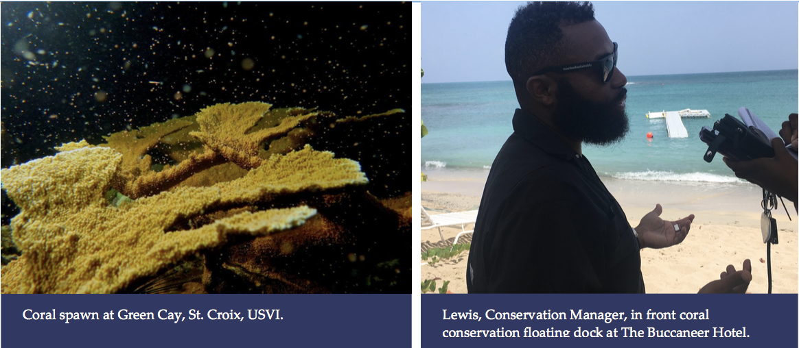 Coral Reef Restoration - An Interview with Local Hero Kemit-Amon Lewis ...